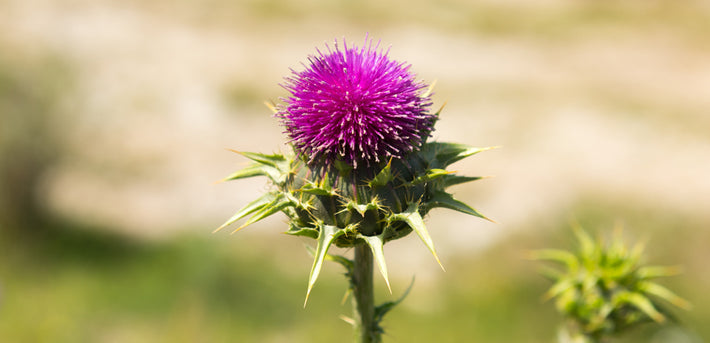 Sikavica – Matičnjak